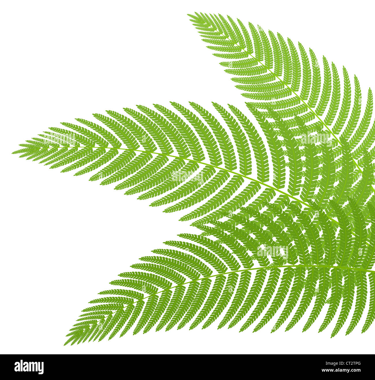 The green leaves of a fern. Vector illustration Stock Photo - Alamy