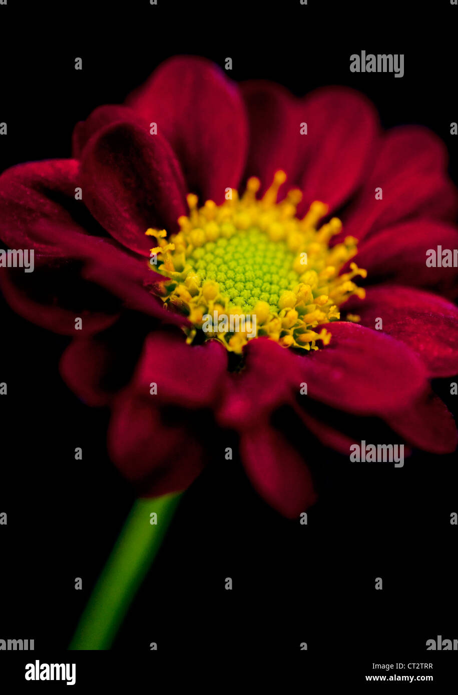 Large scale chrysanthemum flowers hi-res stock photography and images ...