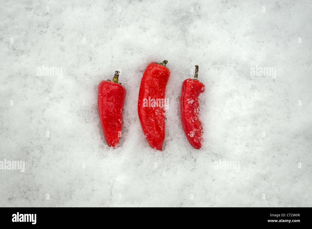 Capsicum annuum, Chilli Stock Photo - Alamy