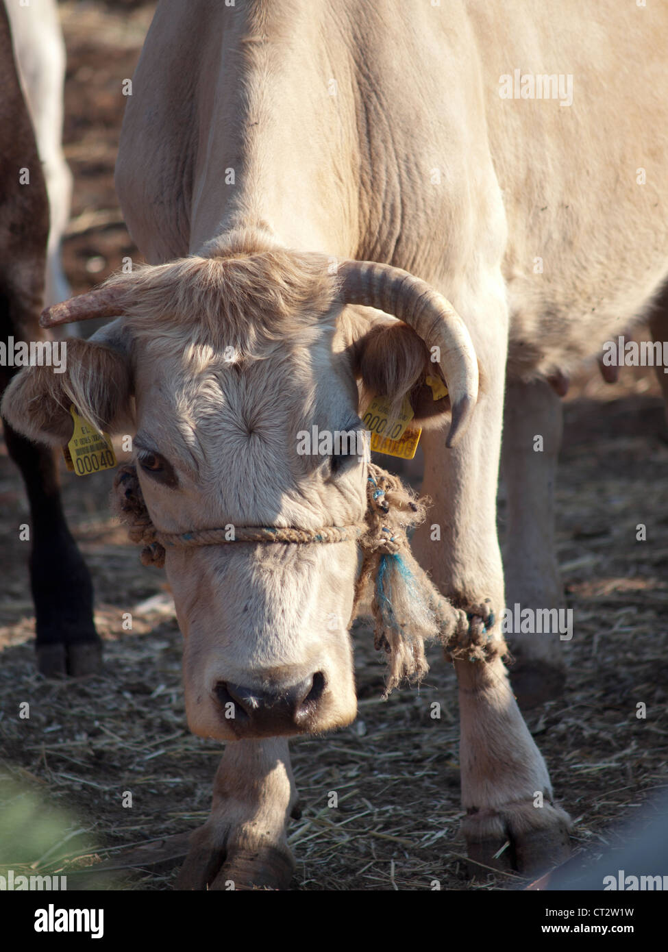 Greece farming hi-res stock photography and images - Alamy