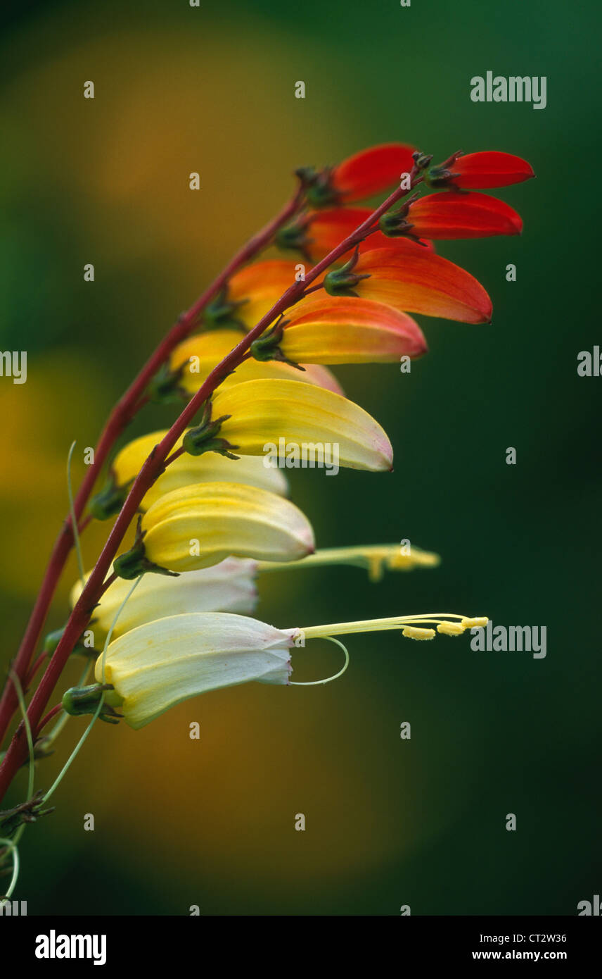 Firecracker vine hi-res stock photography and images - Alamy