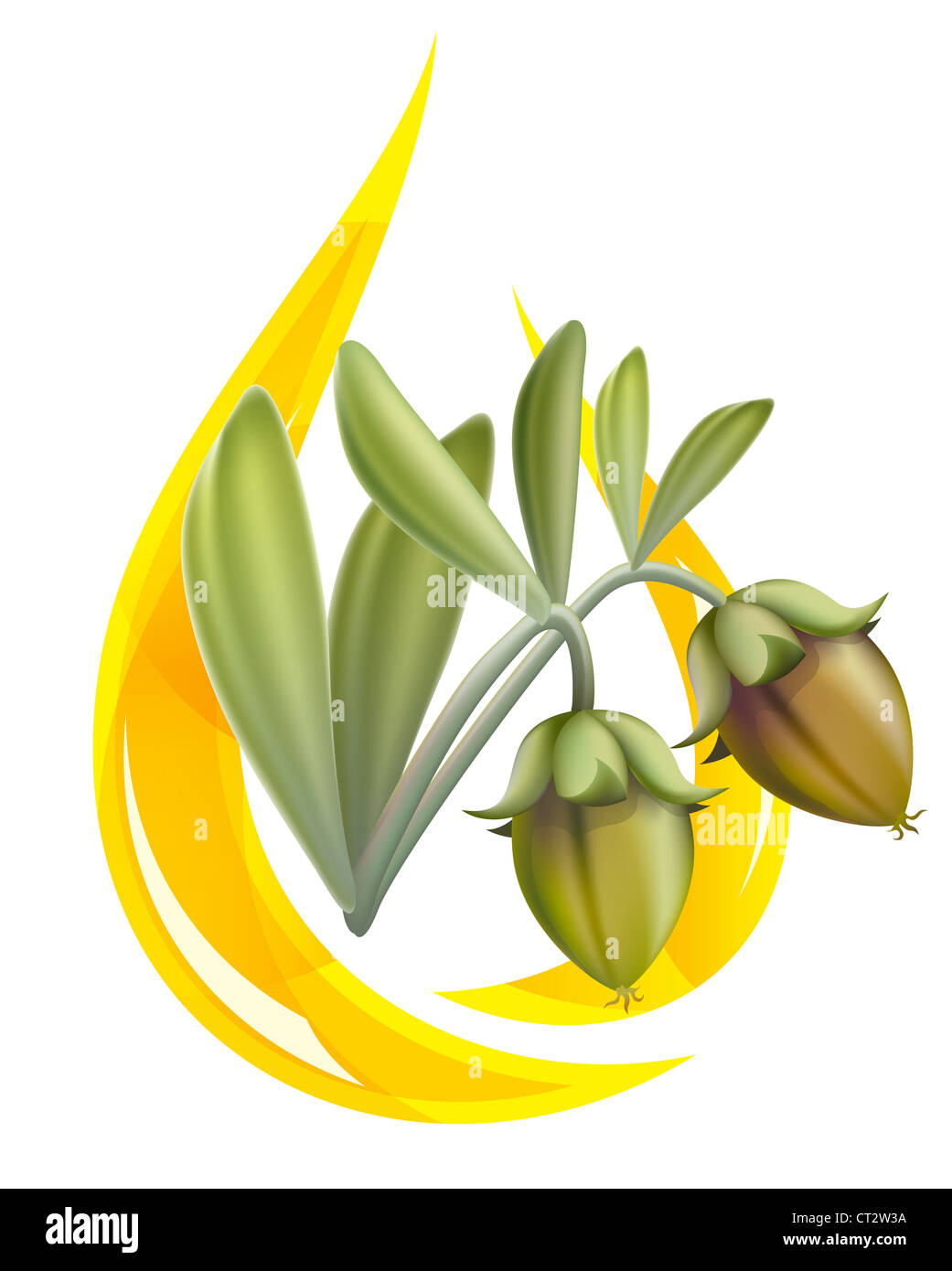 Jojoba oil. Stylized drop. Vector illustration on white background ...