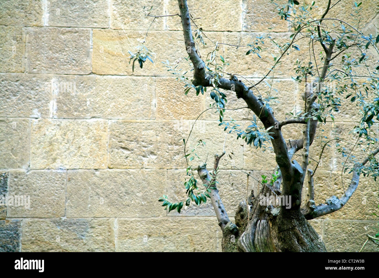 Olive tree stone wall hi-res stock photography and images - Alamy