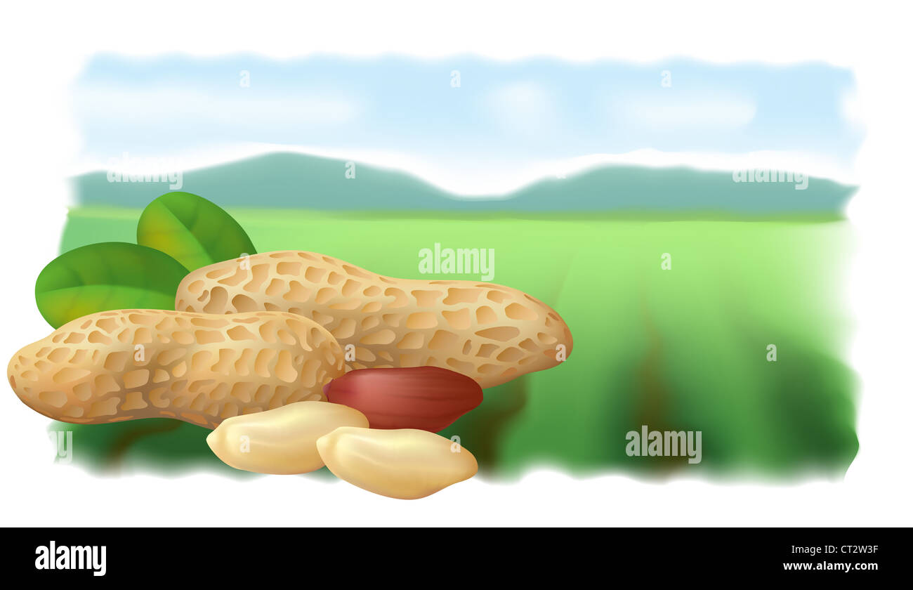 Peanuts on the background field. Vector illustration Stock Photo - Alamy