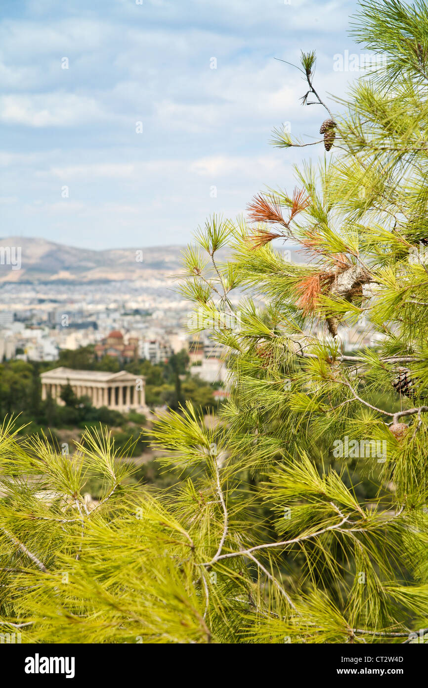 branch of pine and view on Temple of Hephaestus, Athens, Greek Stock ...