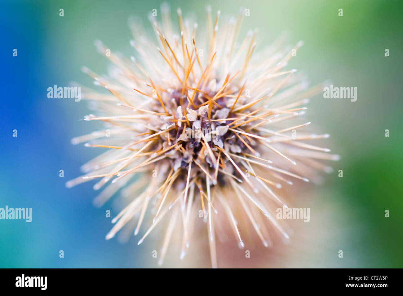 New Zealand bur, Acaena microphylla, close up in shallow focus of ...
