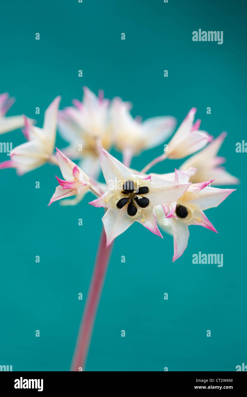 Allium crispum, Onion, Wild Onion Stock Photo - Alamy