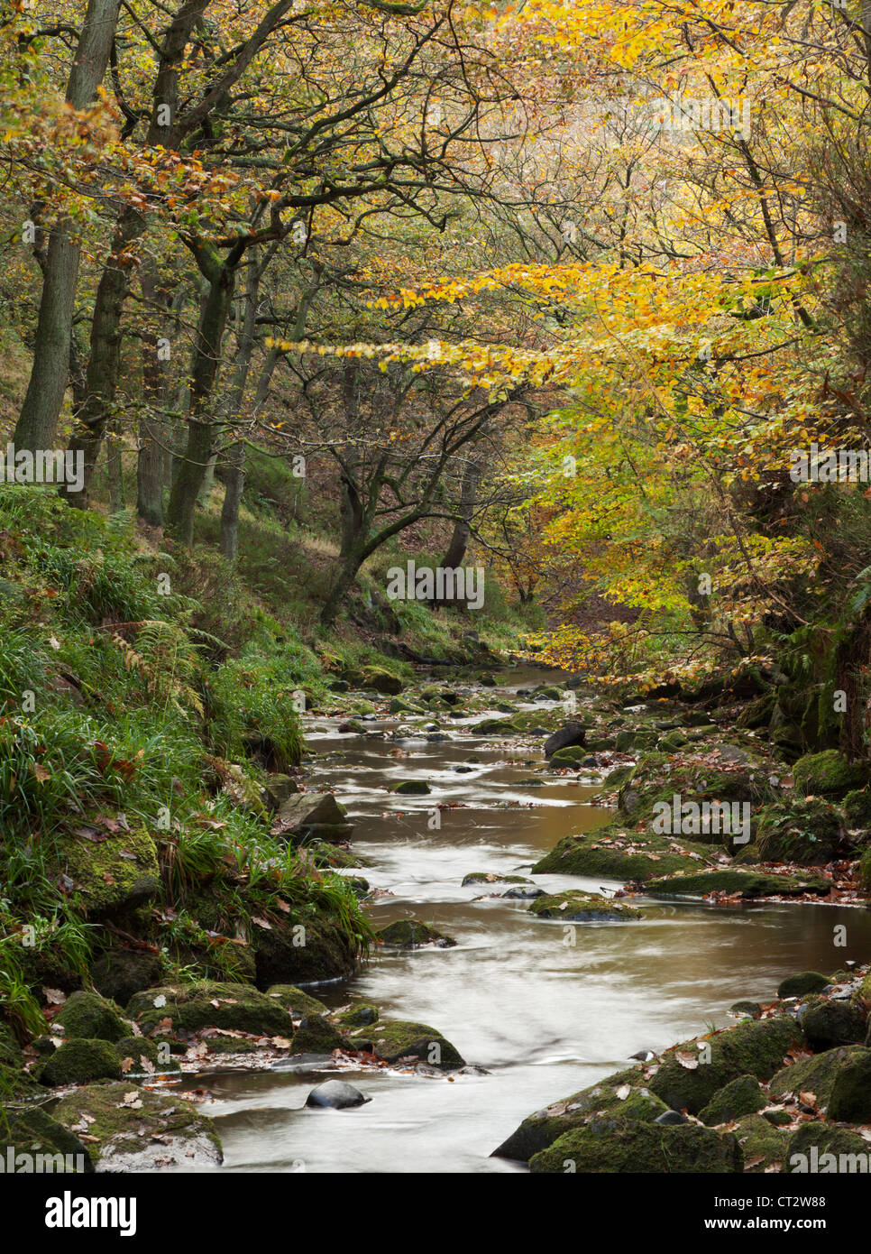 Blackbrook, Gradbach, The Roaches, early autumn, Peak District National ...