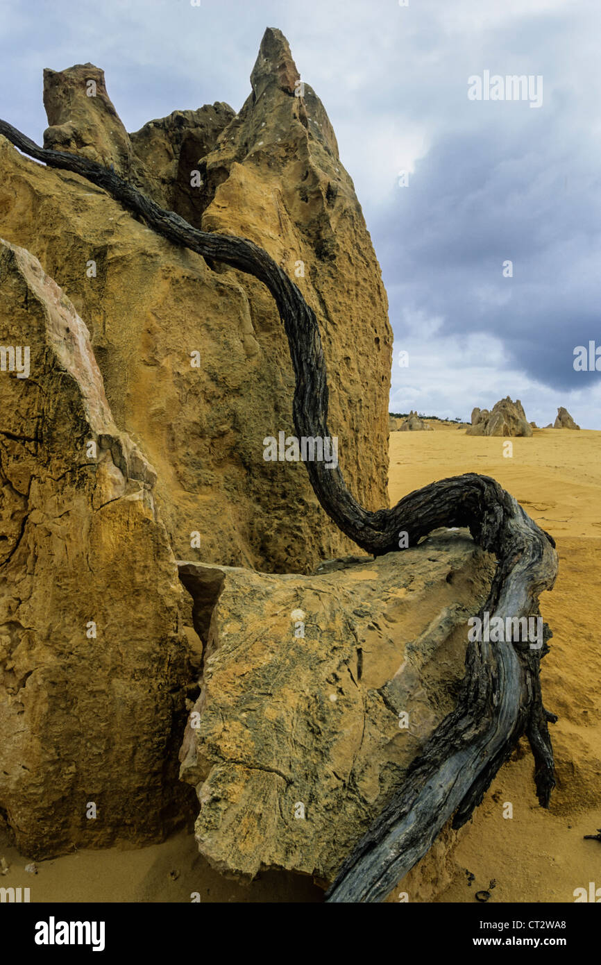 Like a wooden snake, a branch twists its way through one of the ...
