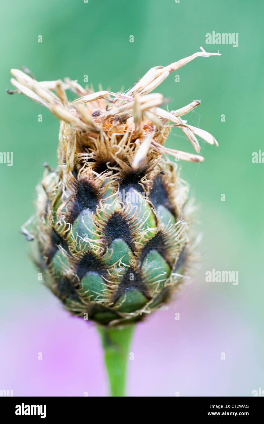 Knapweed species hi-res stock photography and images - Alamy