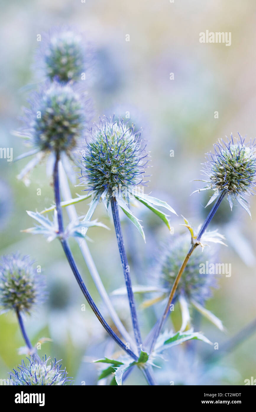 Eryngium planum hi-res stock photography and images - Alamy