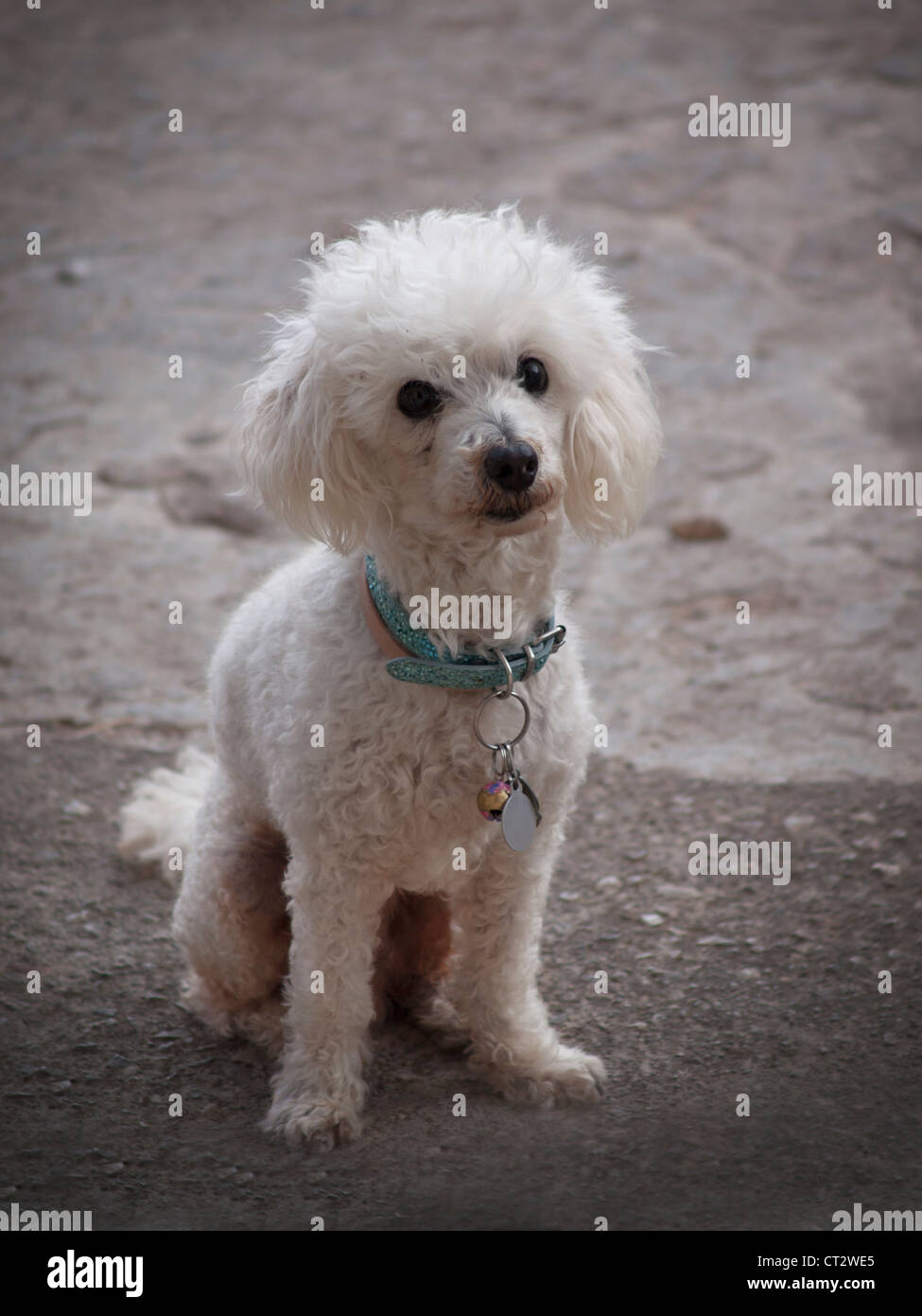 A much loved pet Stock Photo - Alamy