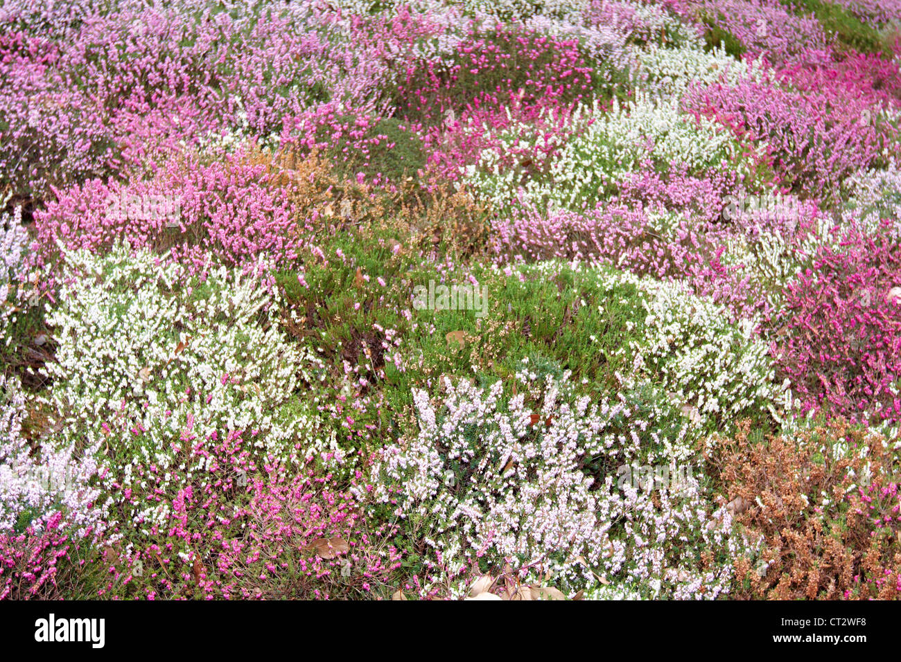 Purple heather at the Eden Project, Cornwall Stock Photo - Alamy