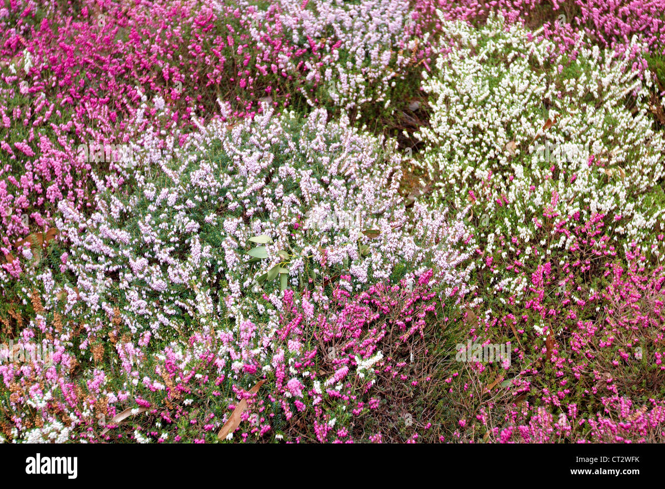 Purple heather at the Eden Project, Cornwall Stock Photo - Alamy
