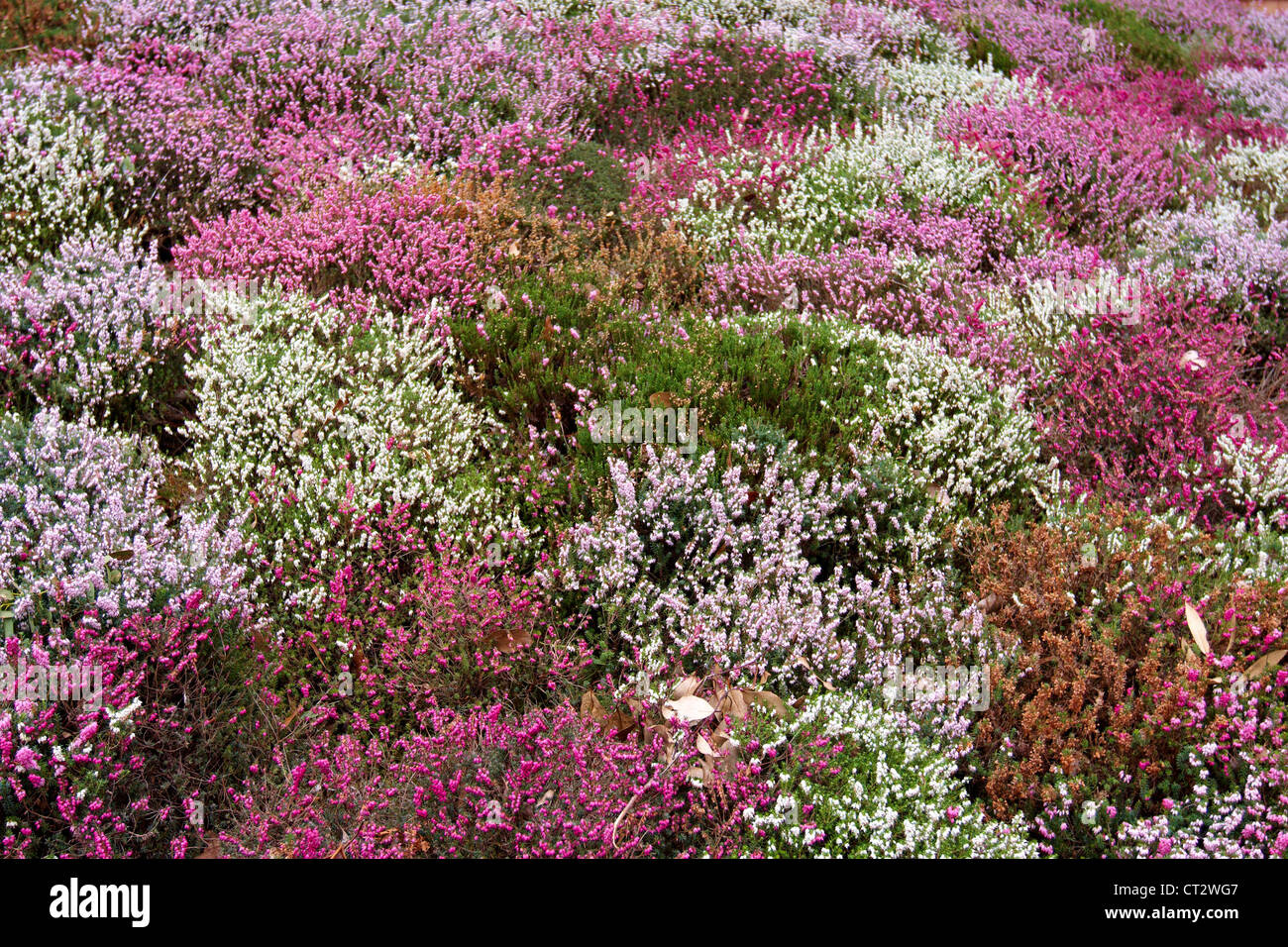 Purple heather at the Eden Project, Cornwall Stock Photo - Alamy