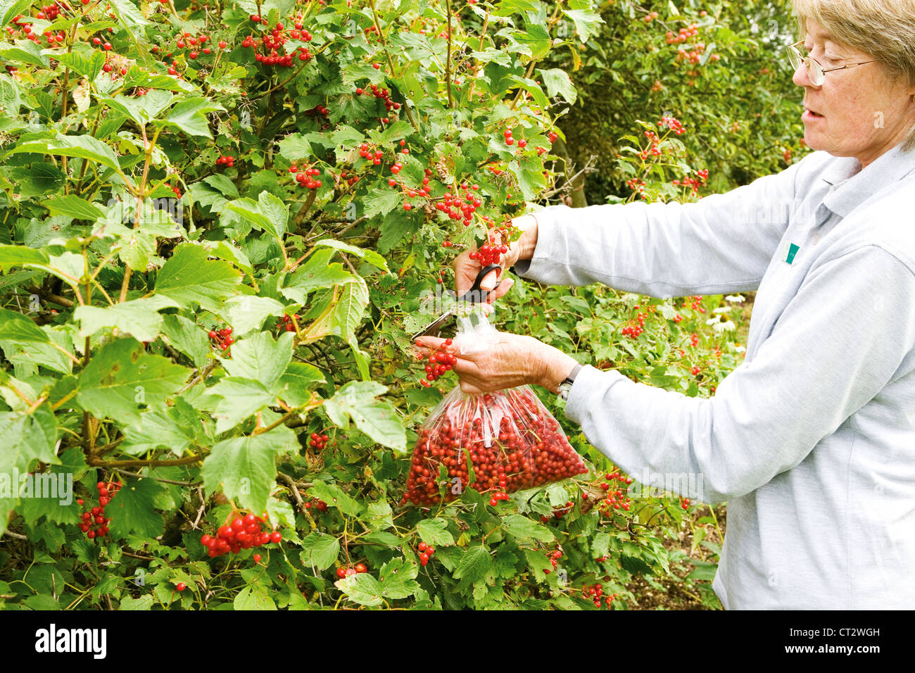 Growing viburnum hi-res stock photography and images - Alamy
