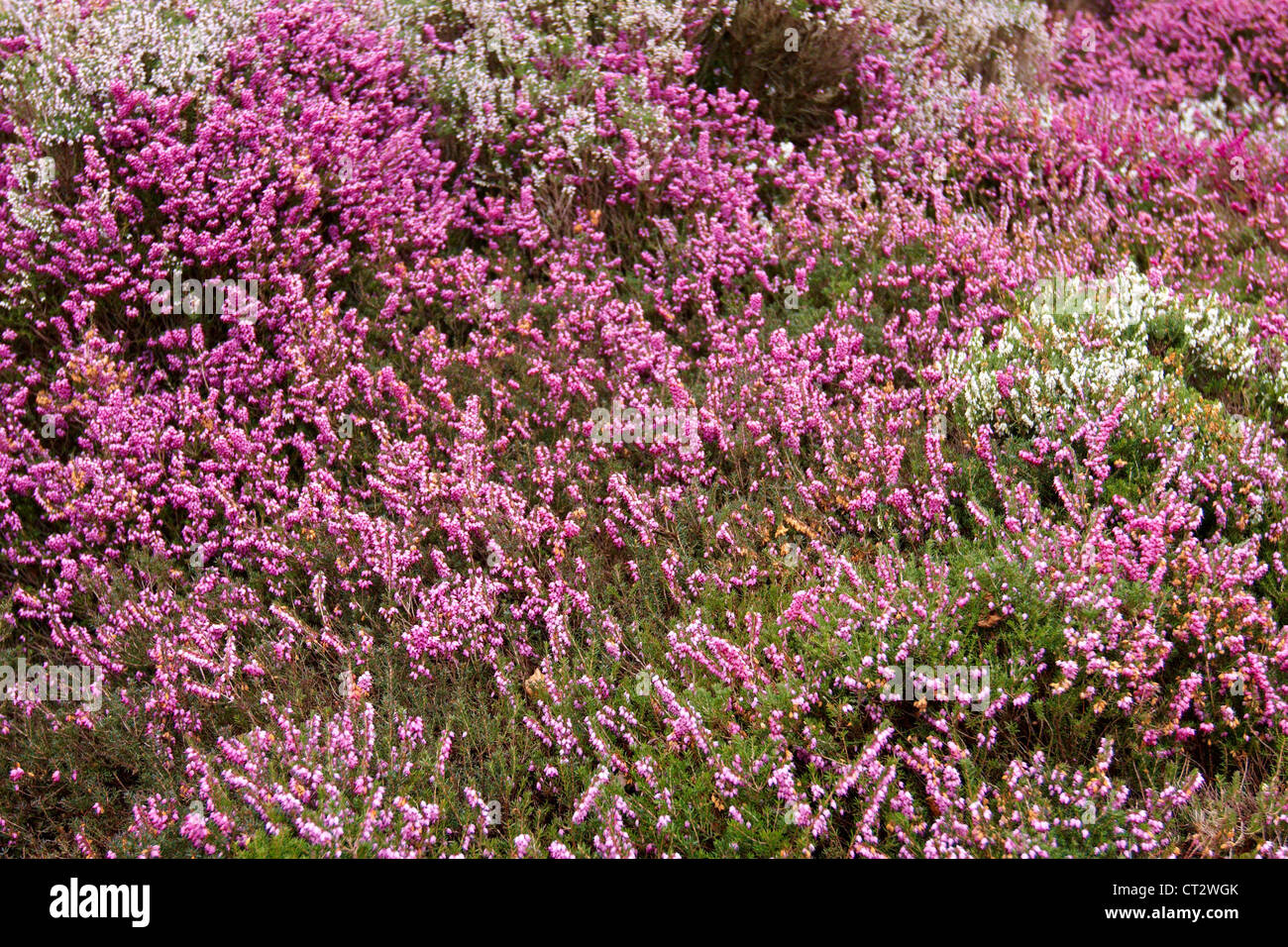 Purple heather at the Eden Project, Cornwall Stock Photo - Alamy