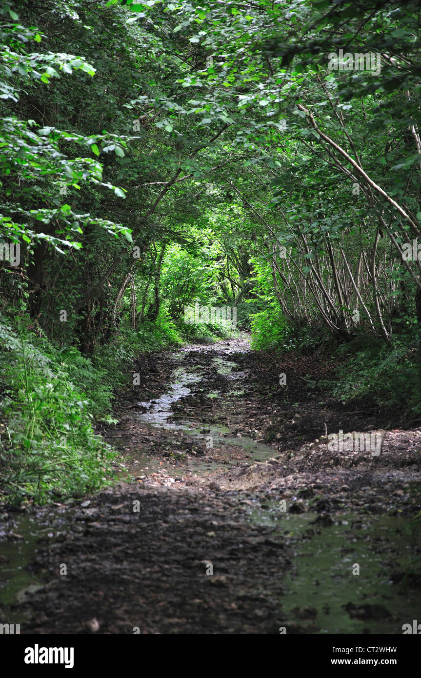 Dorset wildlife reserve hi-res stock photography and images - Alamy