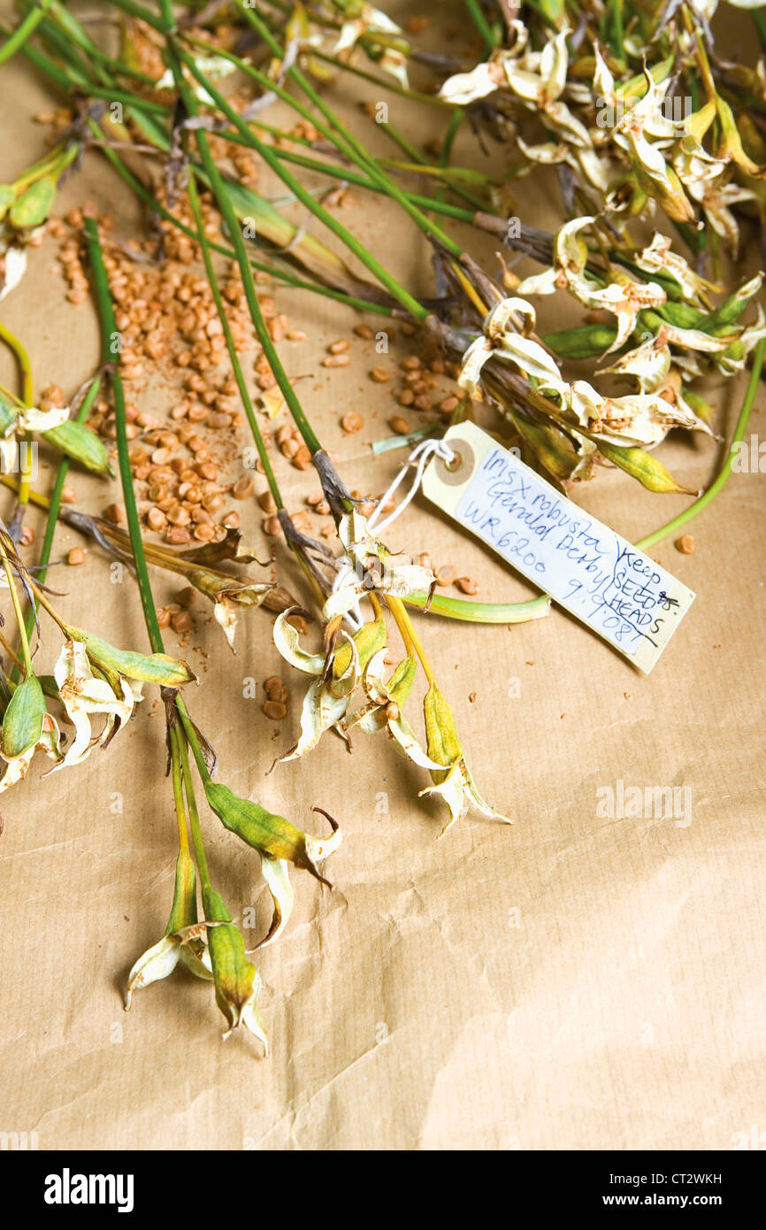 Iris robusta, Iris Stock Photo - Alamy