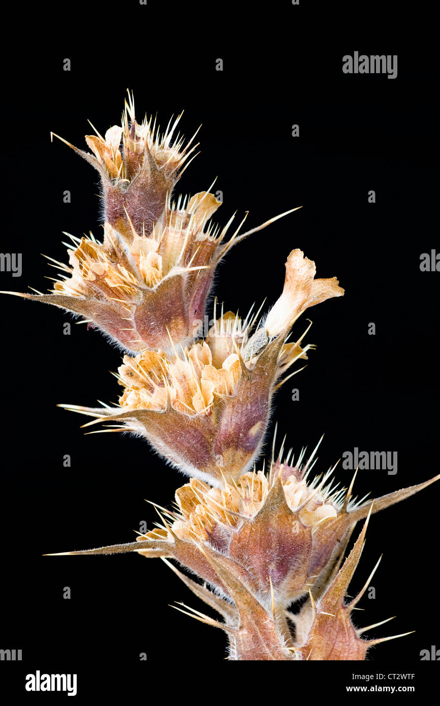 Morina persica, Whorlflower Stock Photo - Alamy