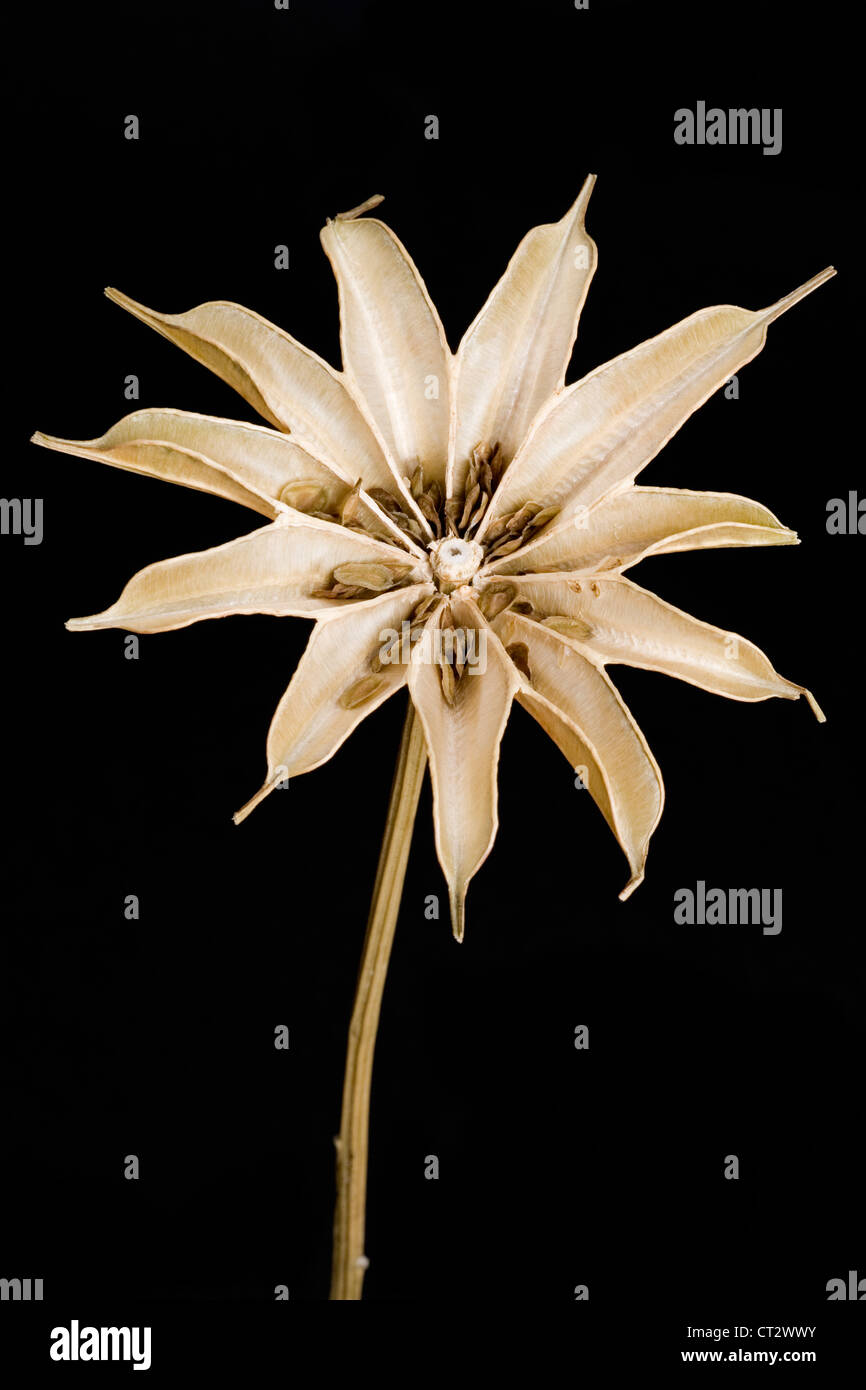 Nigella orientalis 'Transformer', Love-in-a-mist, open brown seed pods ...