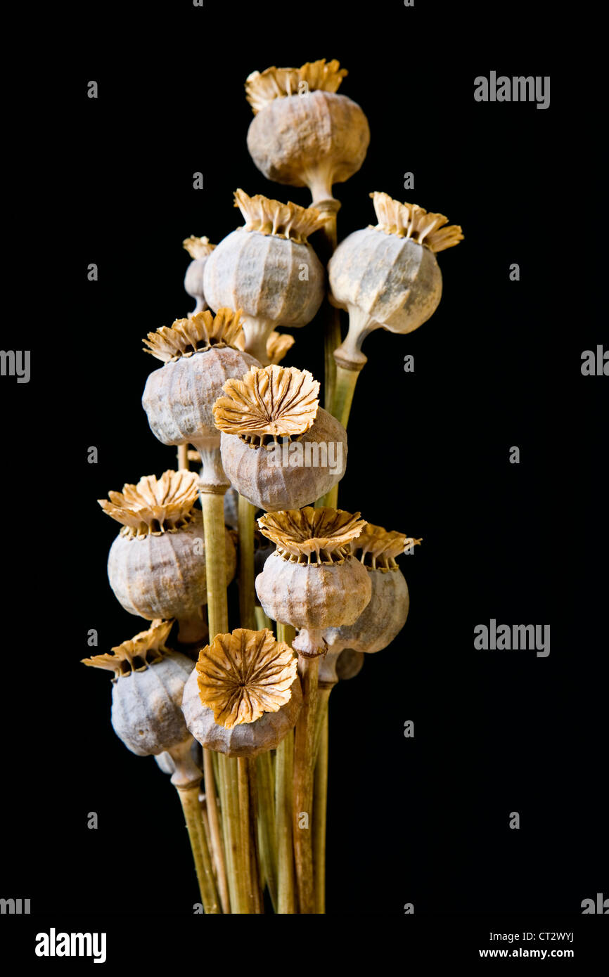 Dried poppy seed pod black hi-res stock photography and images - Alamy
