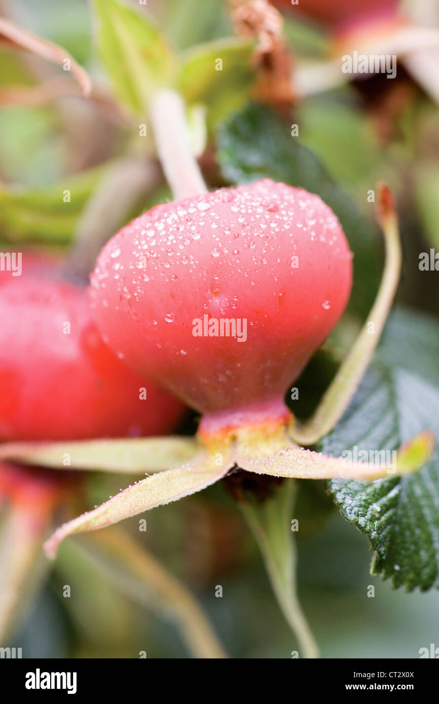 Rosa rubiginosa, Rose Stock Photo - Alamy