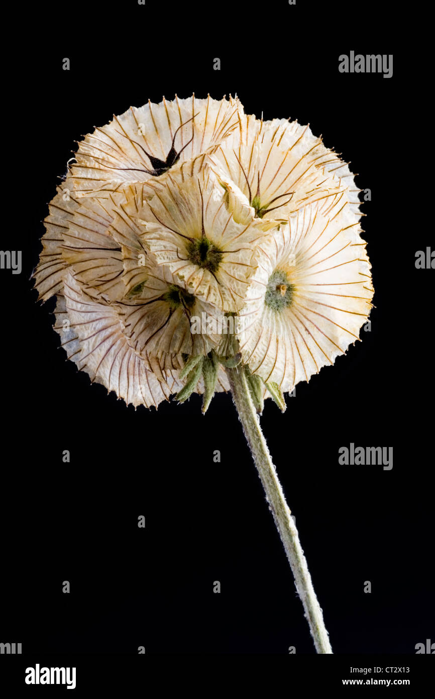Scabiosa stellata paper moon hi-res stock photography and images - Alamy