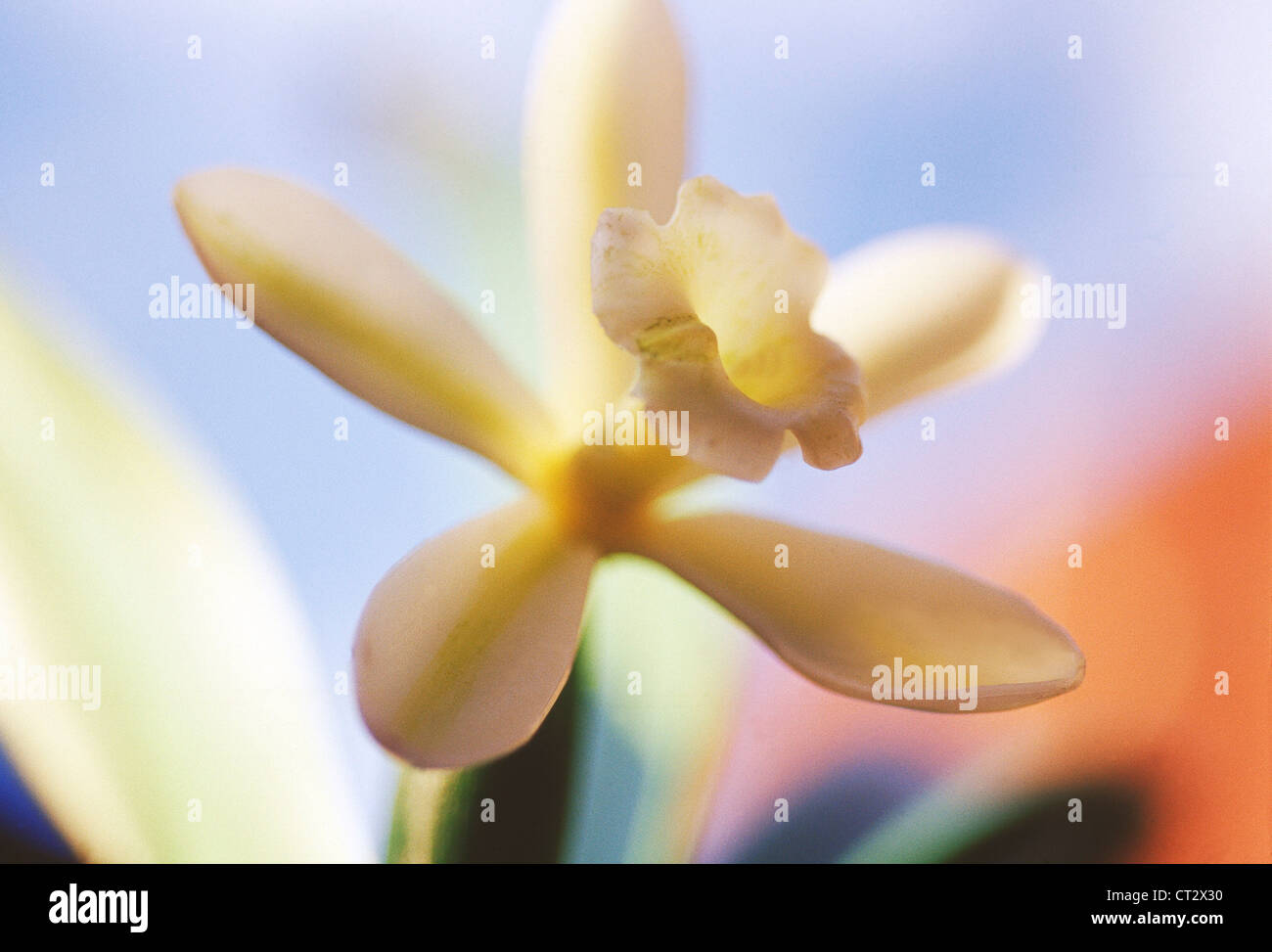 Vanilla planifolia, Vanilla Stock Photo - Alamy