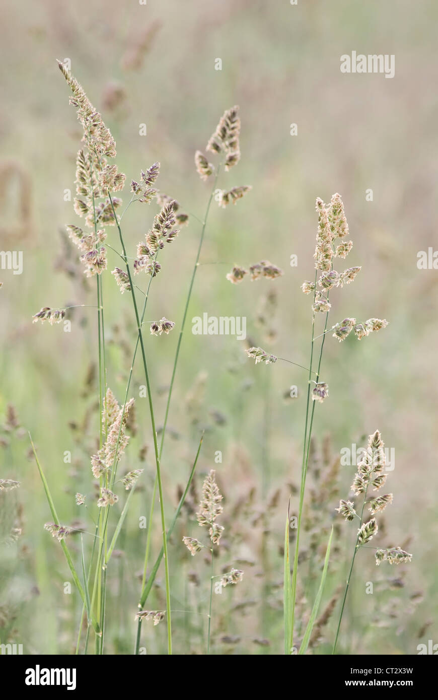 Pale stalk of grass hi-res stock photography and images - Alamy