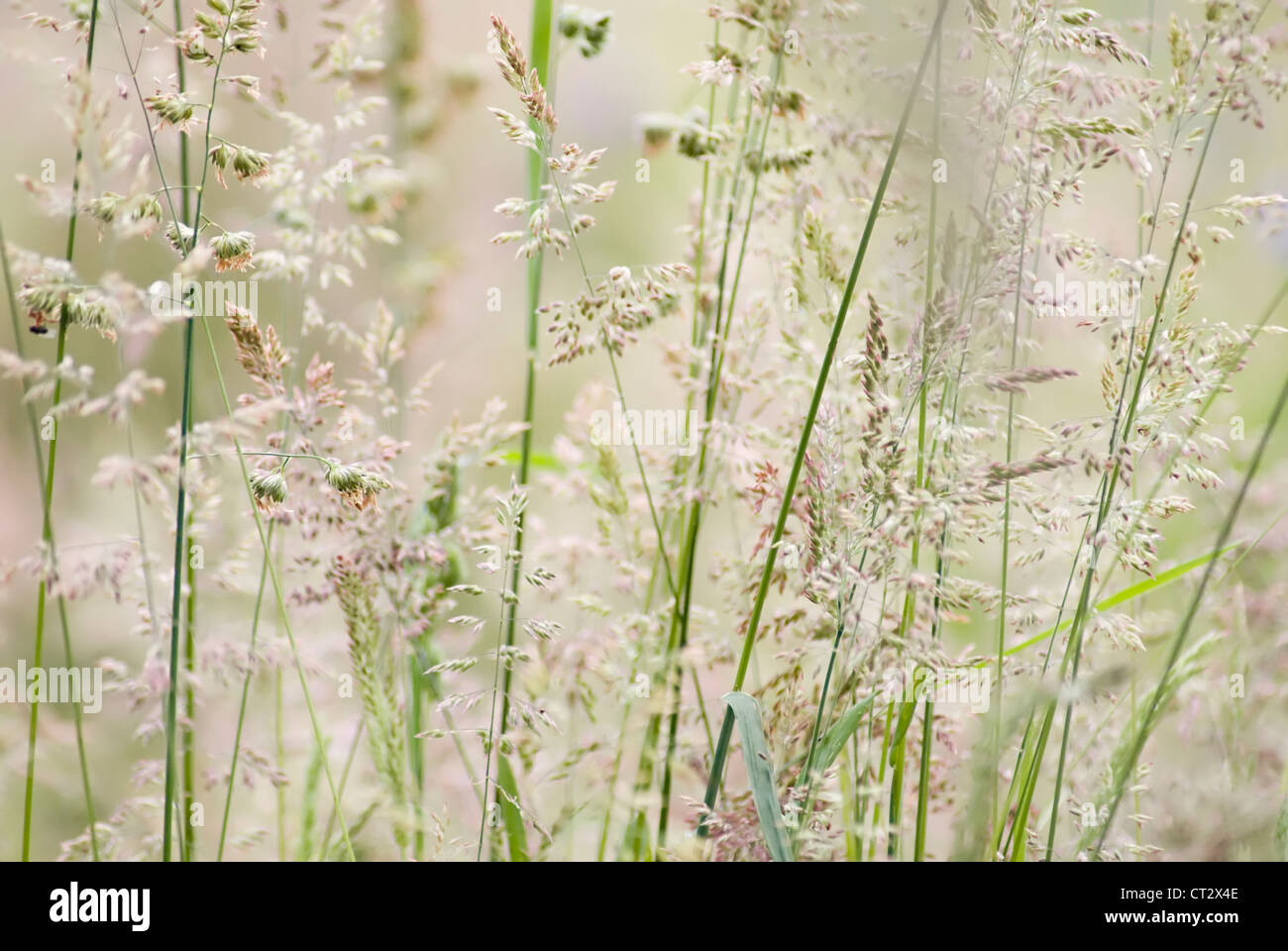 Pale stalk of grass hi-res stock photography and images - Alamy