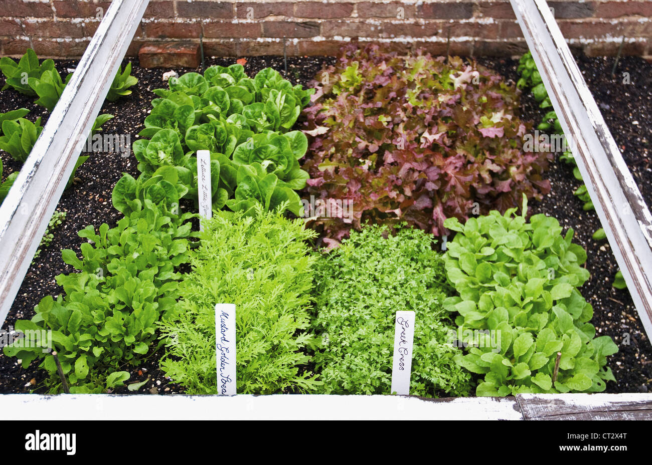 Mixed lettuce varieties hi-res stock photography and images - Alamy