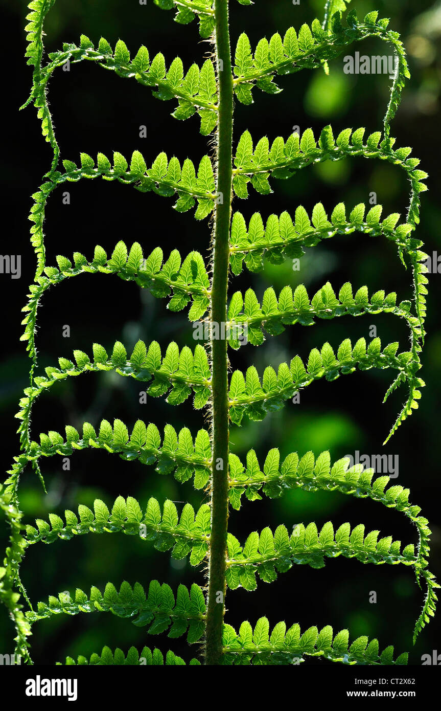 Unfurling pattern hi-res stock photography and images - Alamy