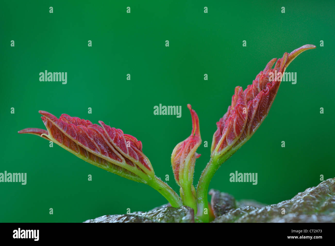 Sycamore tree leaves hi-res stock photography and images - Alamy
