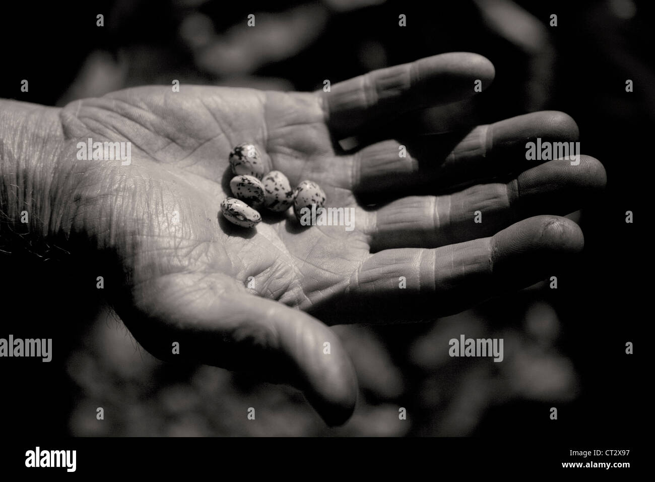 Hand holding five beans Stock Photo - Alamy