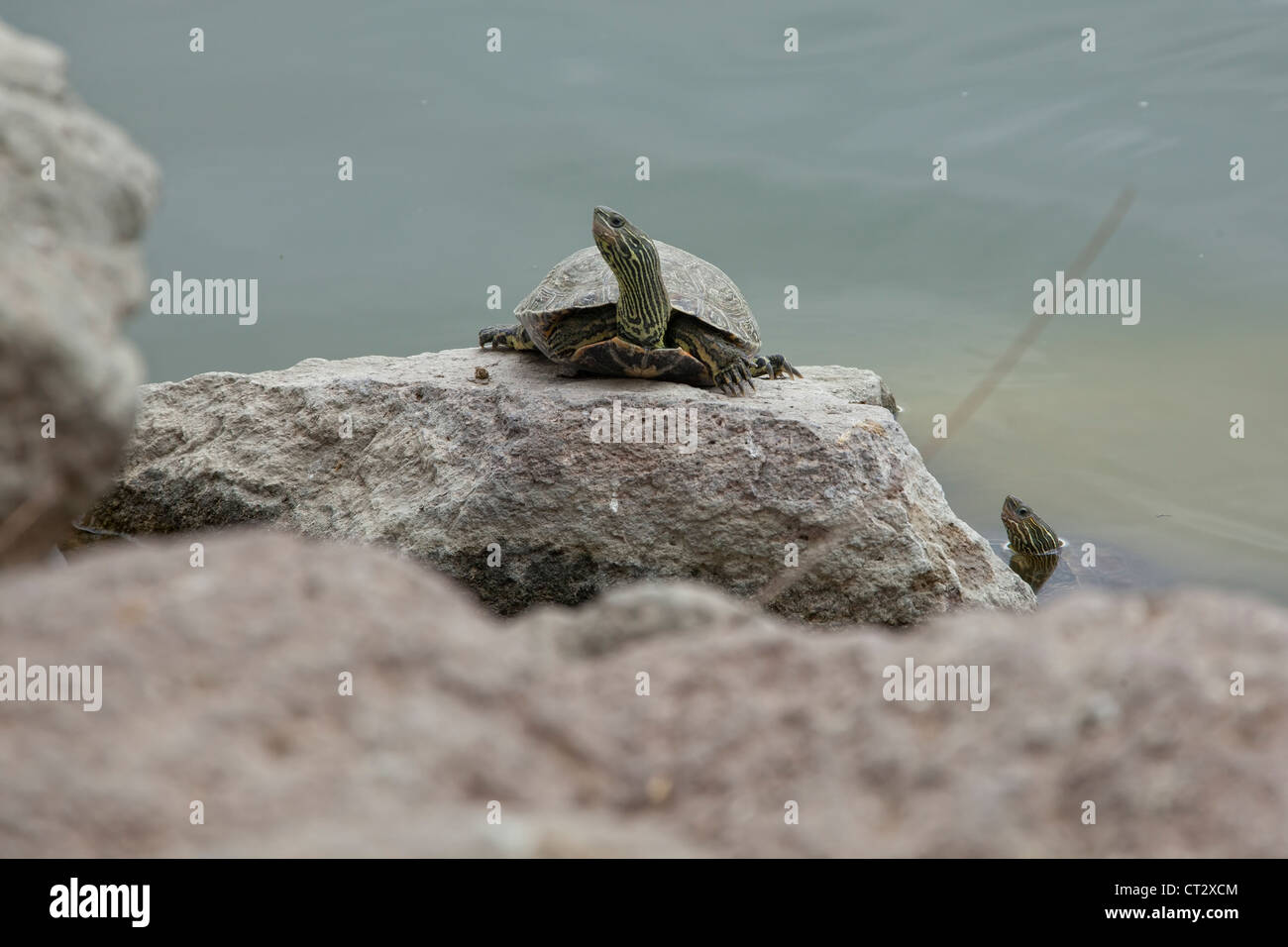 water turtle lying on a stone Stock Photo - Alamy