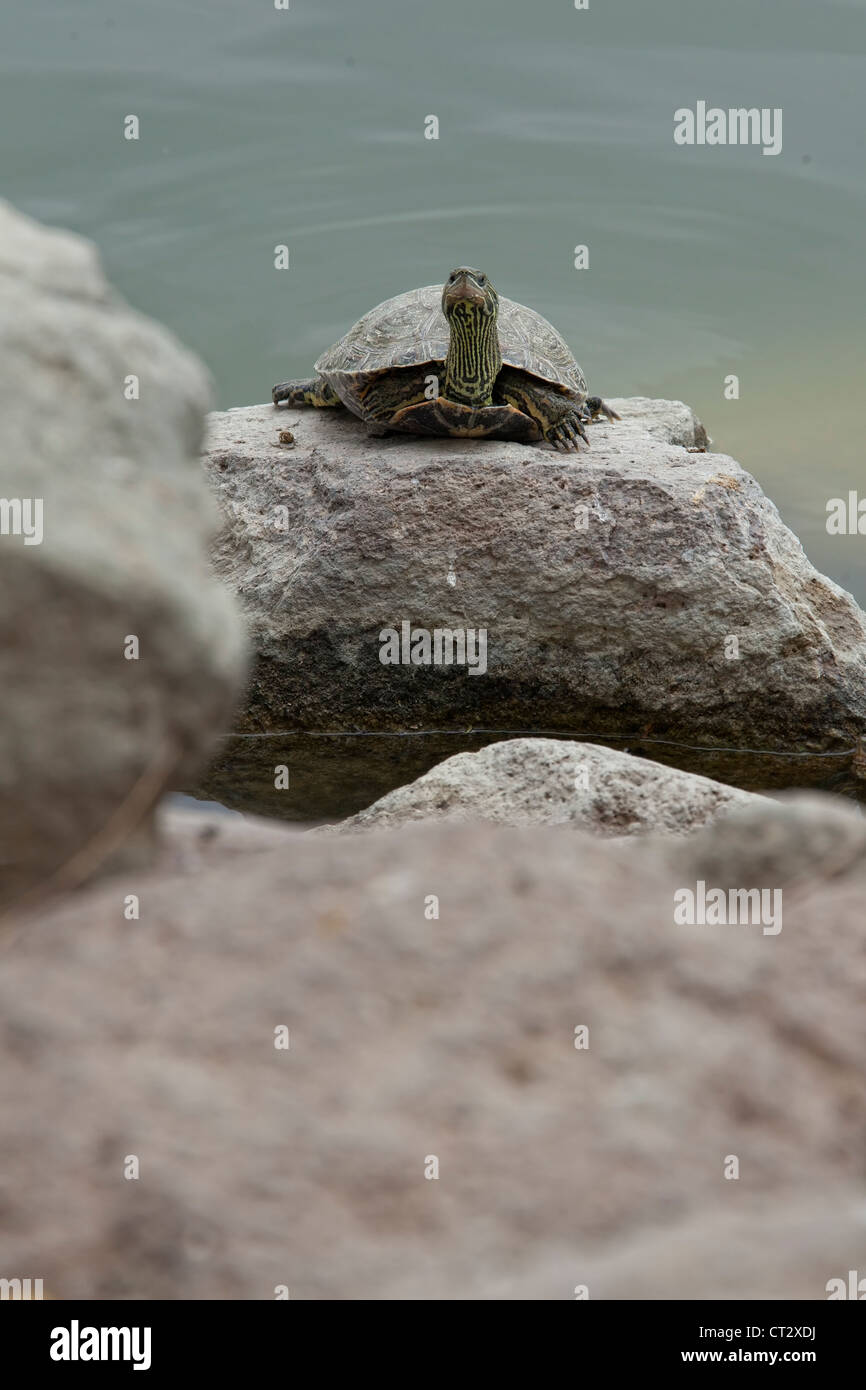 water turtle lying on a stone Stock Photo - Alamy