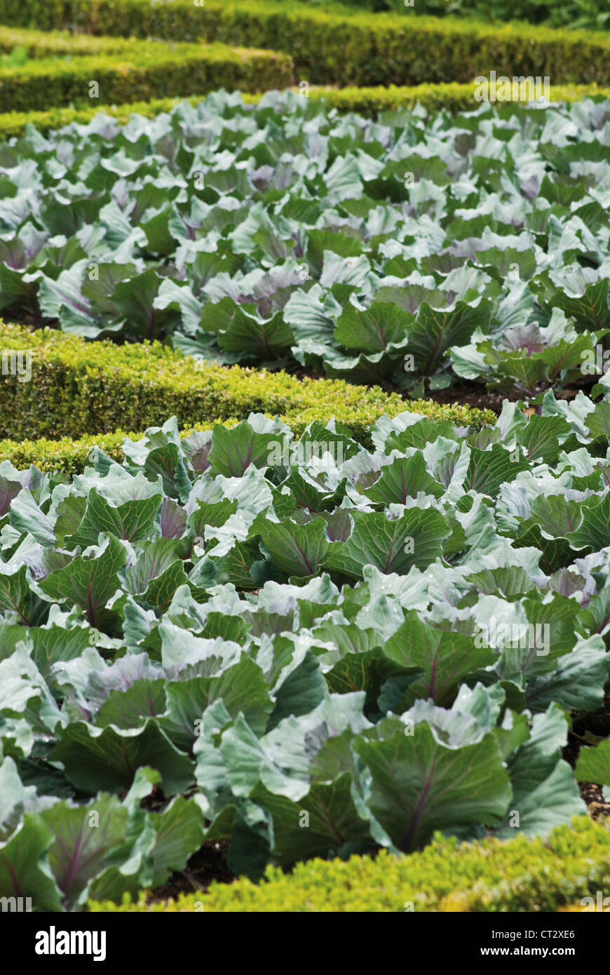 Common box buxus sempervirens garden hi-res stock photography and ...