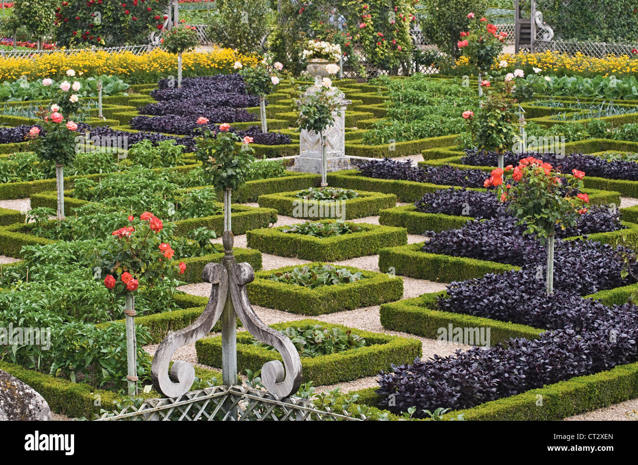 Common box buxus sempervirens garden hi-res stock photography and ...