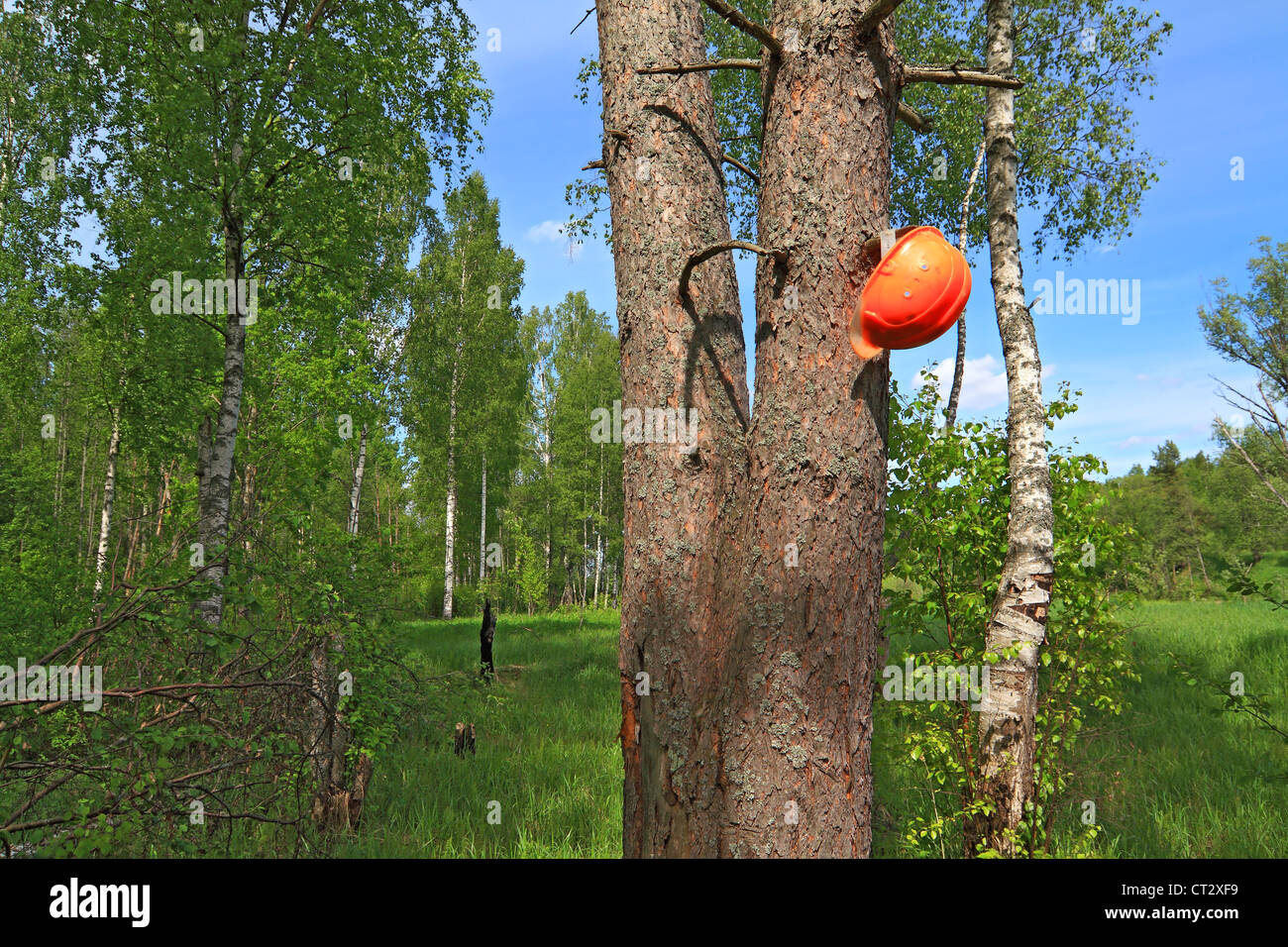 woodsman helmet on tree Stock Photo - Alamy