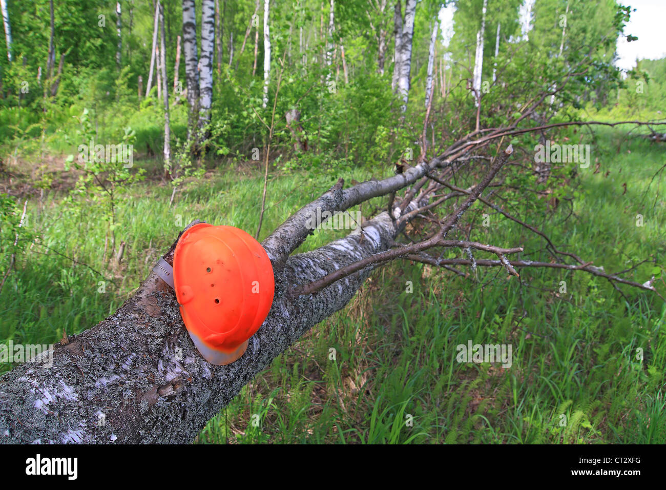 woodsman helmet on tree Stock Photo - Alamy