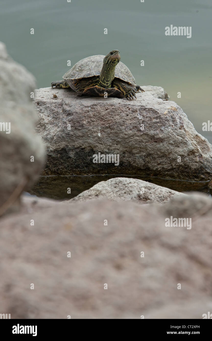 water turtle lying on a stone Stock Photo - Alamy