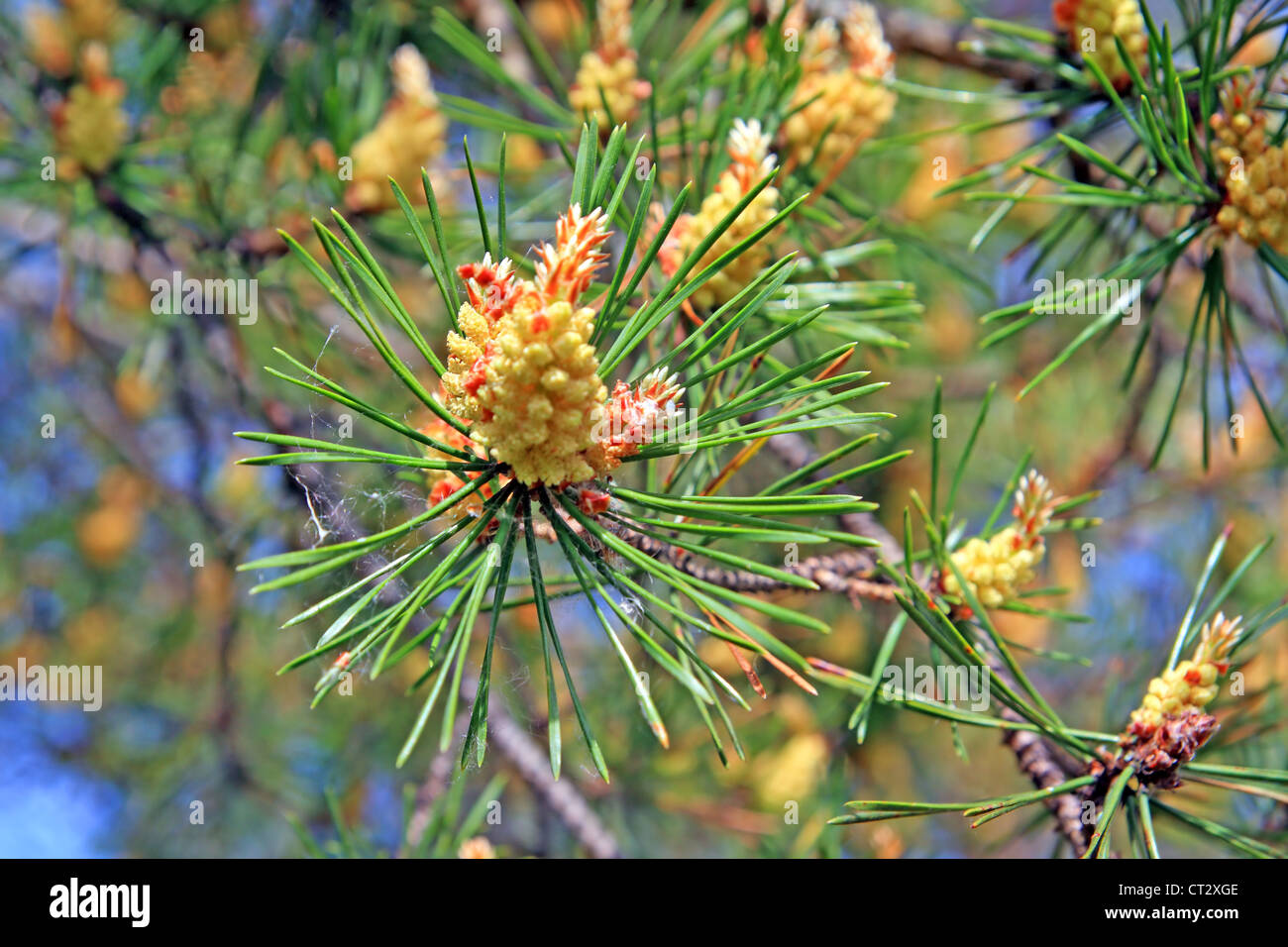 Big larch hi-res stock photography and images - Alamy