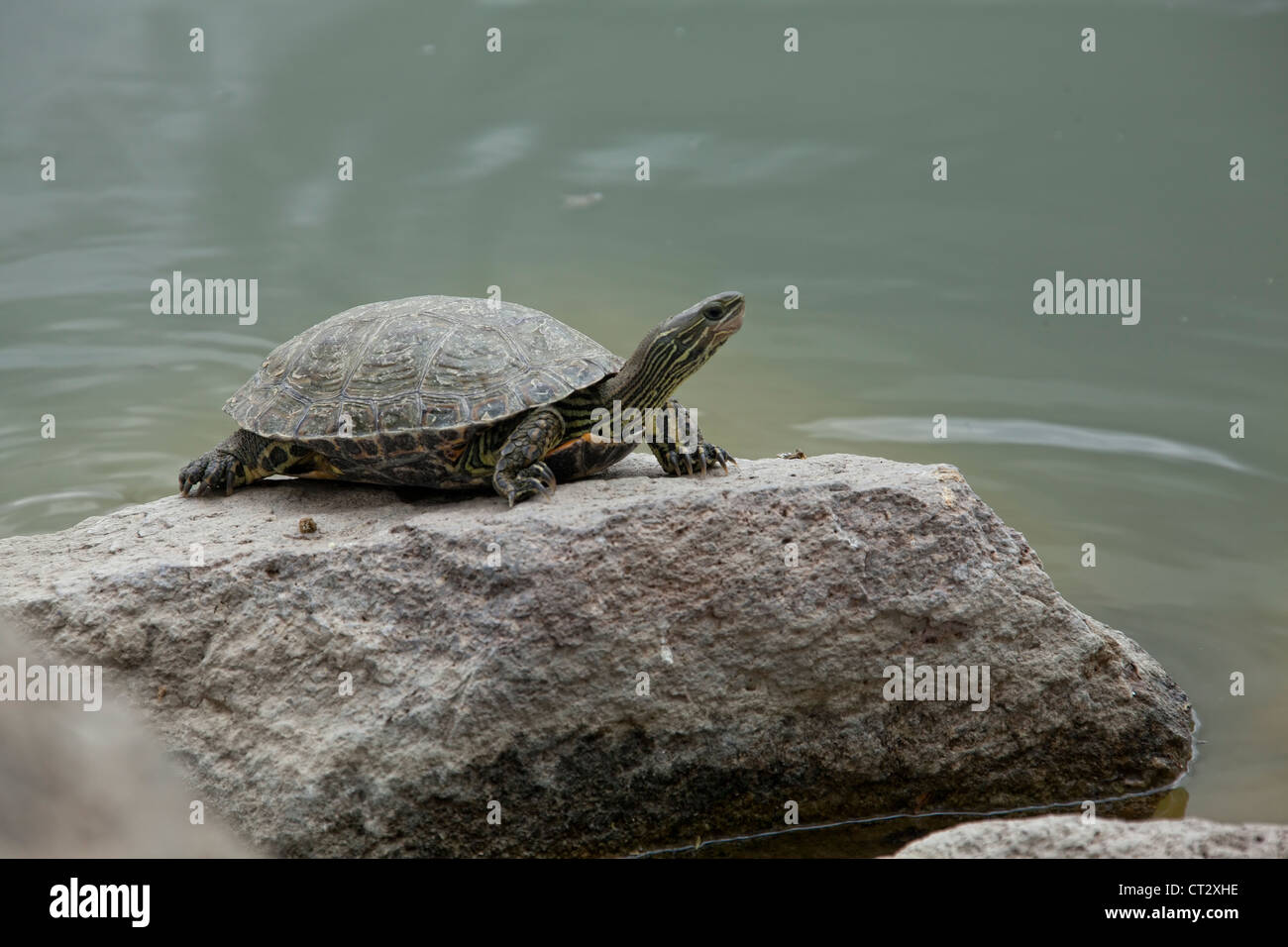 Rock water nature animal hi-res stock photography and images - Alamy