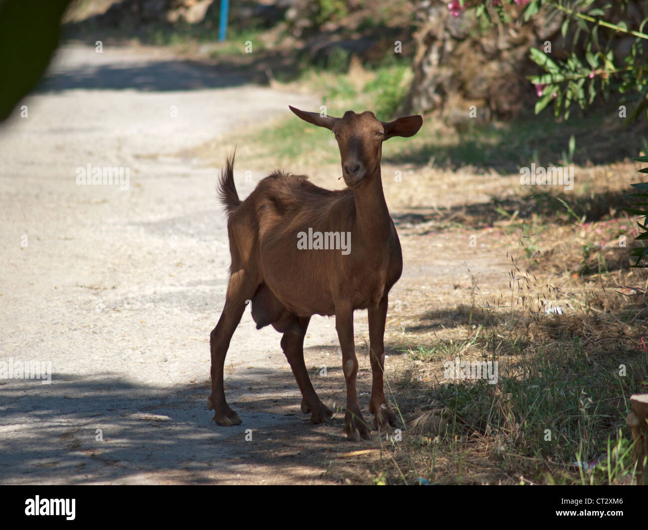 A Greek goat in the road Stock Photo - Alamy