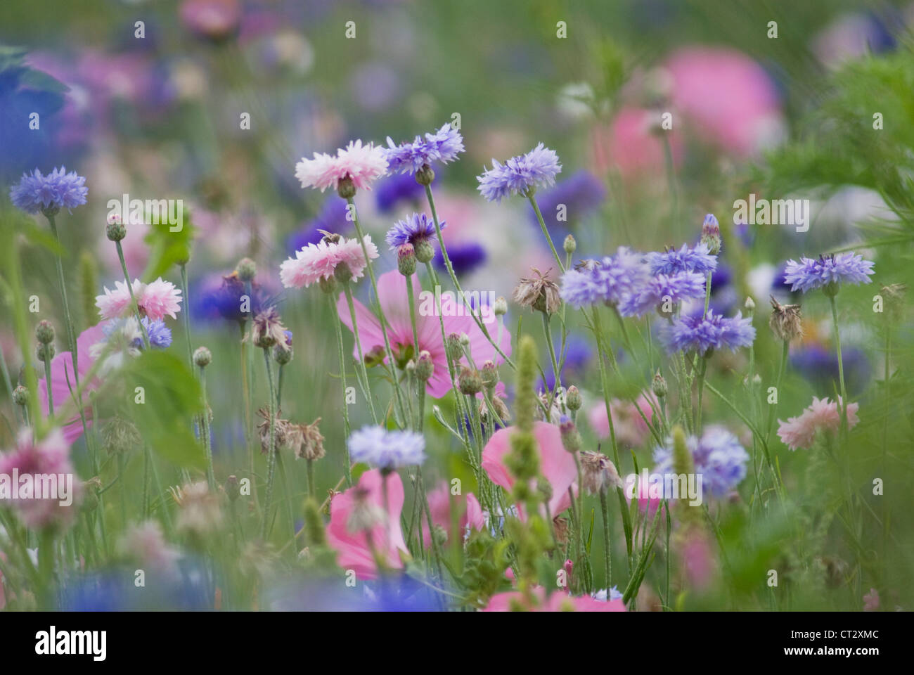 Centaurea cyanus, Cornflower, pink Stock Photo - Alamy