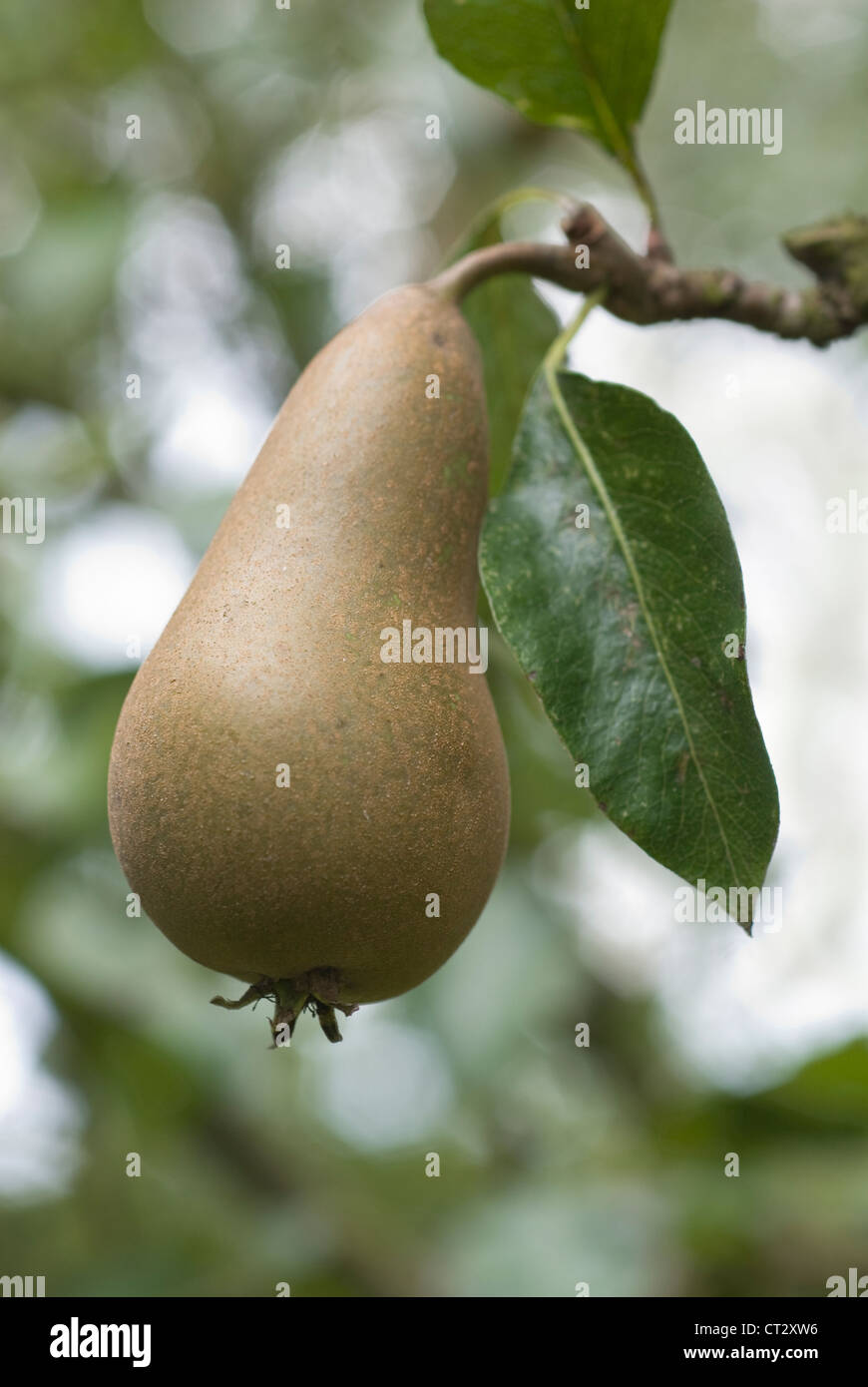 Pyrus communis hi-res stock photography and images - Alamy