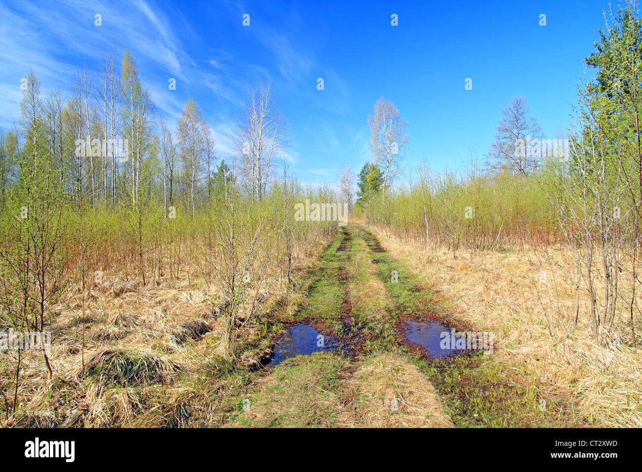 Copse road hi-res stock photography and images - Alamy