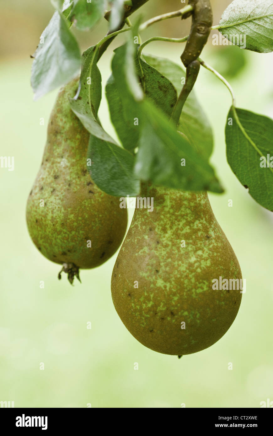 Pyrus communis 'Conference', Pear Stock Photo - Alamy