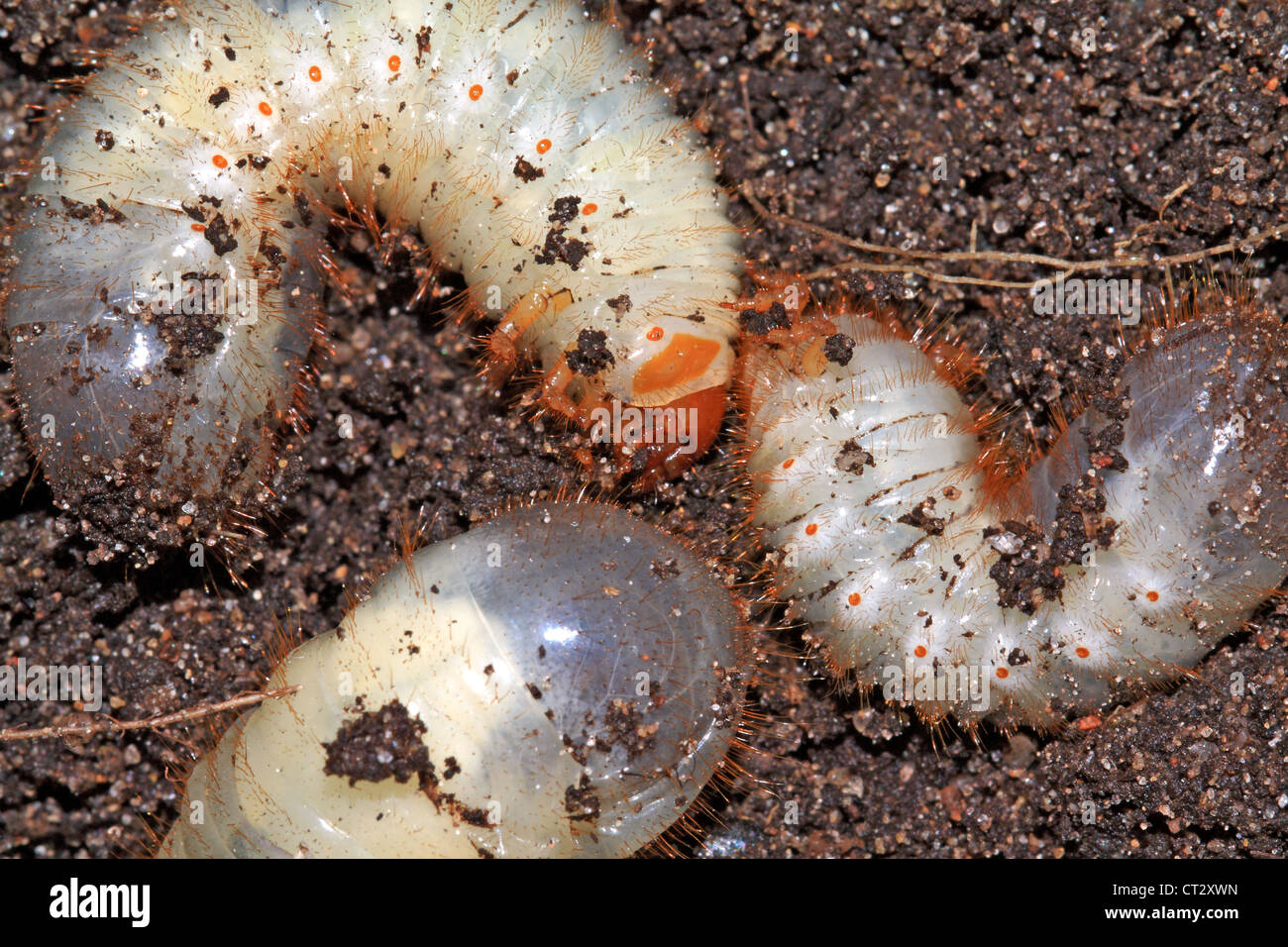 Brown pupa hi-res stock photography and images - Alamy